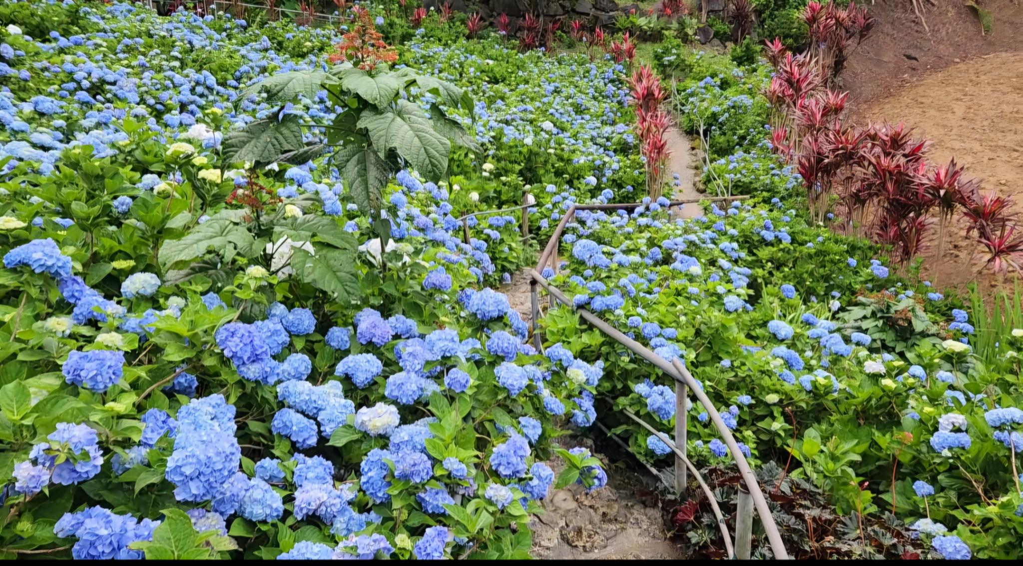 Hydrangea Garden Yohena: Before You Go - Crystal Zinn Photography